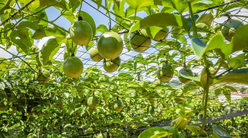 Mô hình tiên tiến ở Quảng Trị giúp người nông dân canh tác chanh leo ...