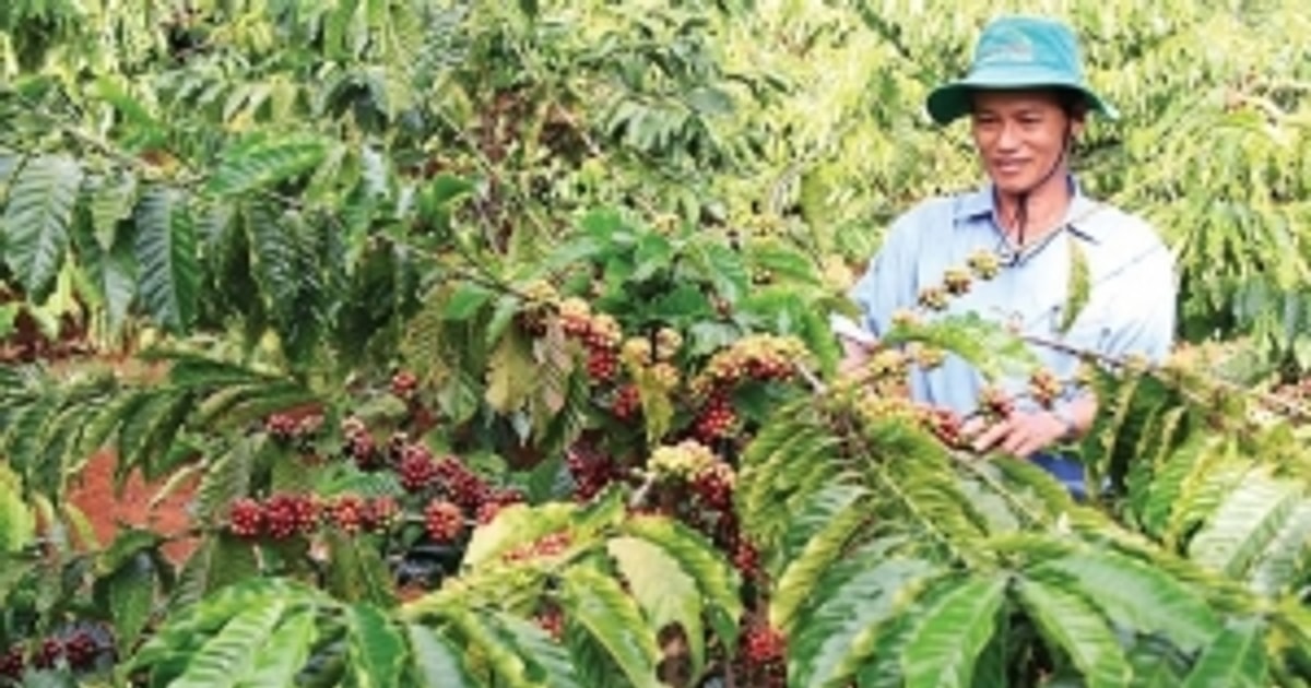 Giá cà phê hôm nay 27/2: Giảm 300 đồng/kg