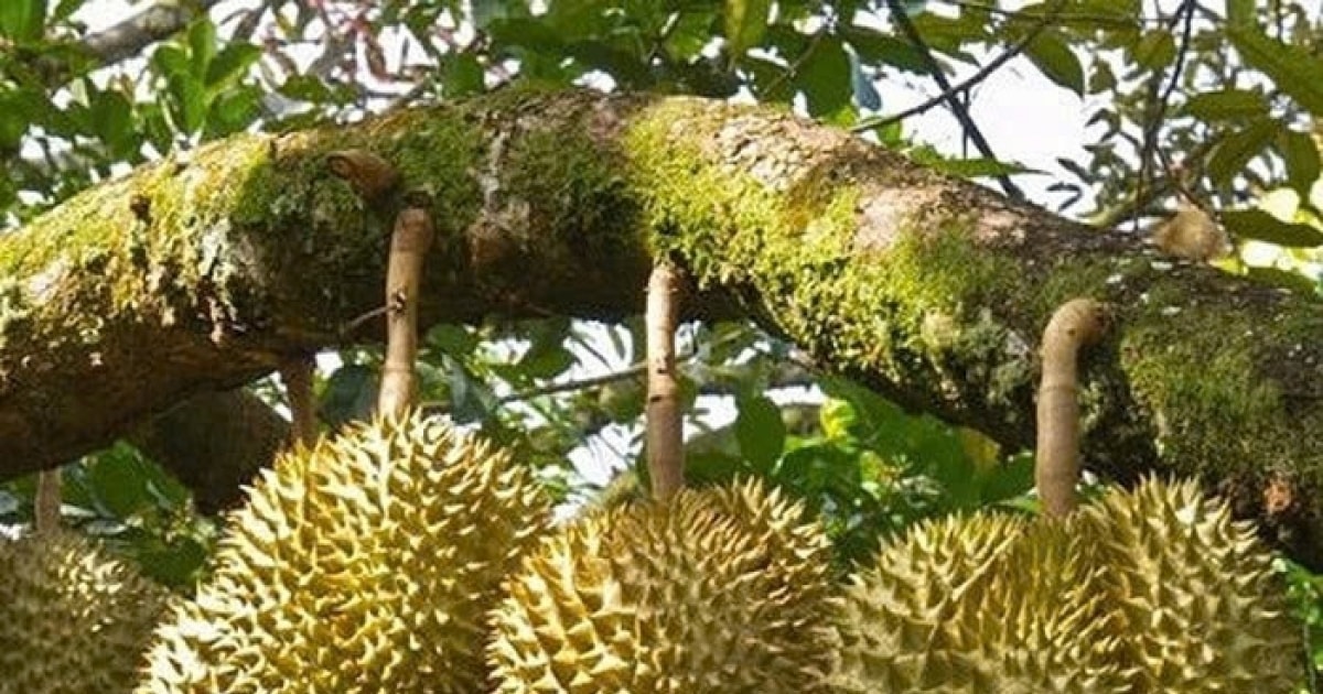 Giá sầu riêng hôm nay 4/10/2024: Ổn định tại nhiều nơi, cơ hội xuất ...