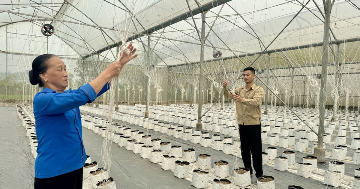 Khởi nghiệp với mô hình dưa lưới Ichiba: Chàng trai xứ chè thu 600 ...