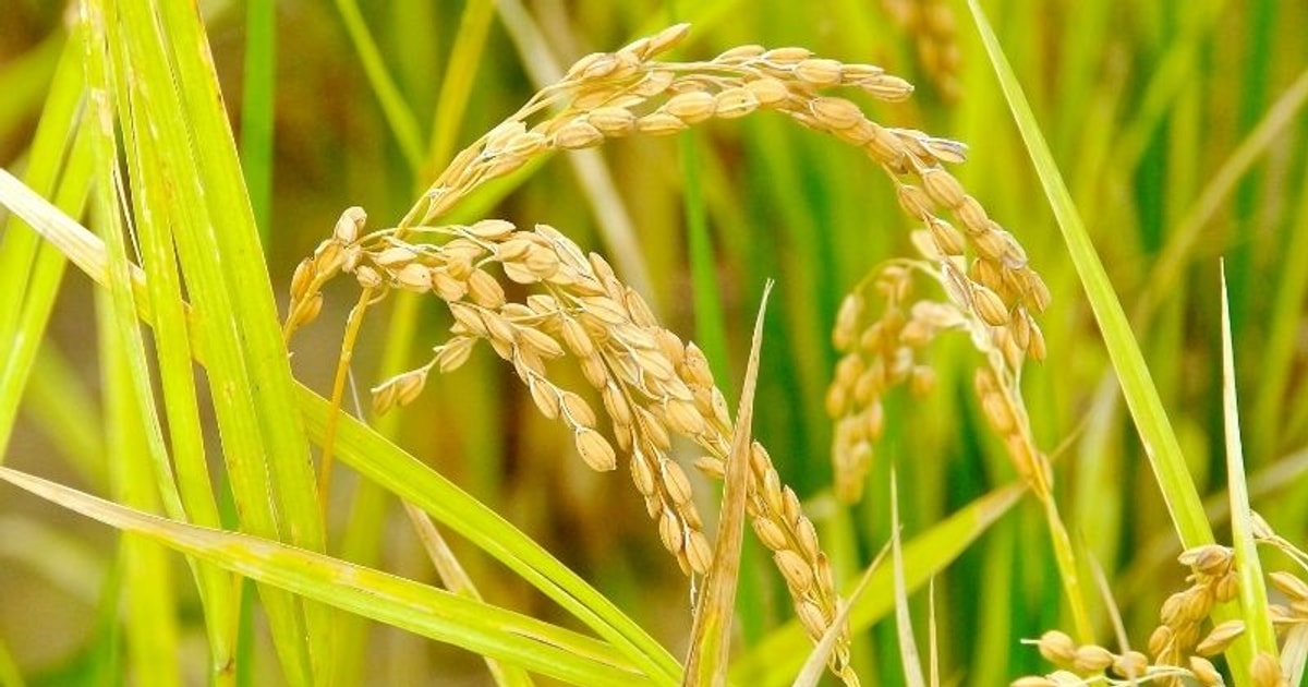 Giá lúa gạo hôm nay 7/5: Lúa OM 380 bất ngờ giảm giá, thị trường bắt ...