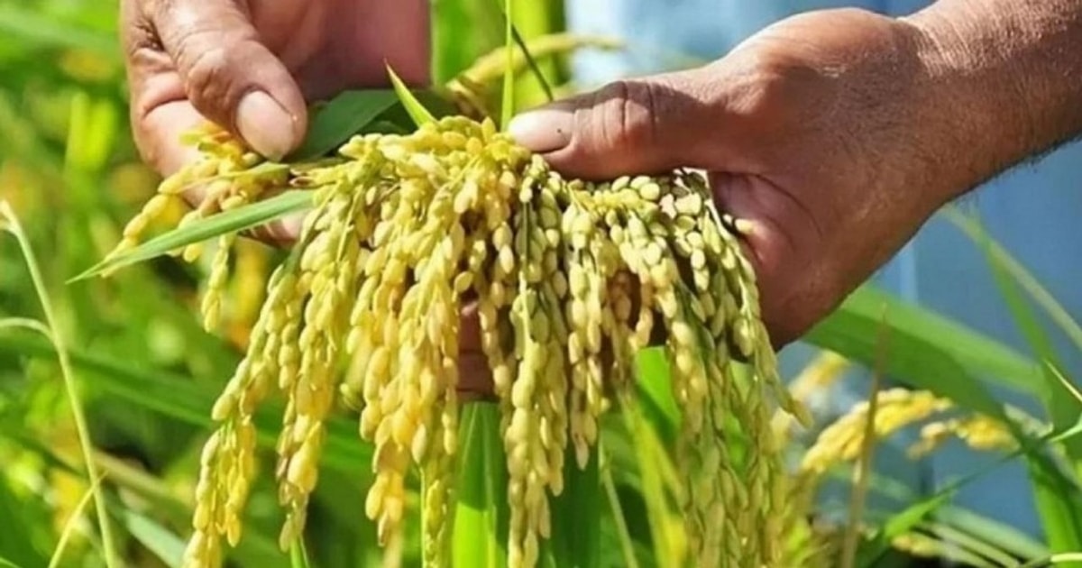 Giá lúa gạo hôm nay 21/6: Thị trường ổn định, chờ tín hiệu xuất khẩu từ ...