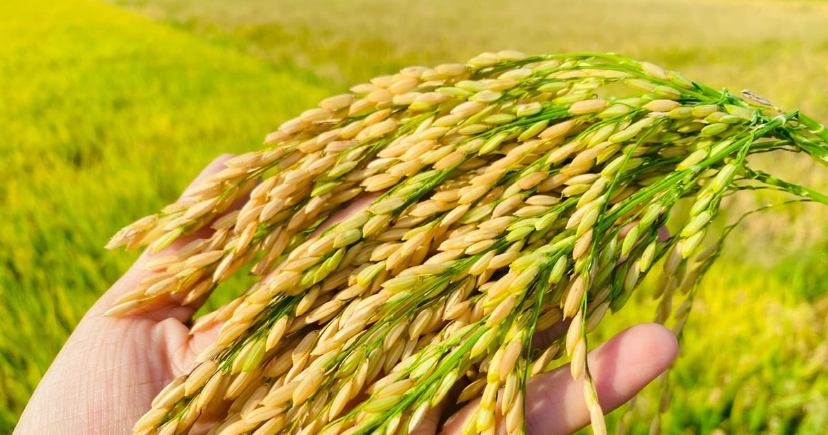 Giá lúa gạo hôm nay 1/7: Lúa tươi giảm sâu đầu tuần, gạo xuất khẩu vẫn ...
