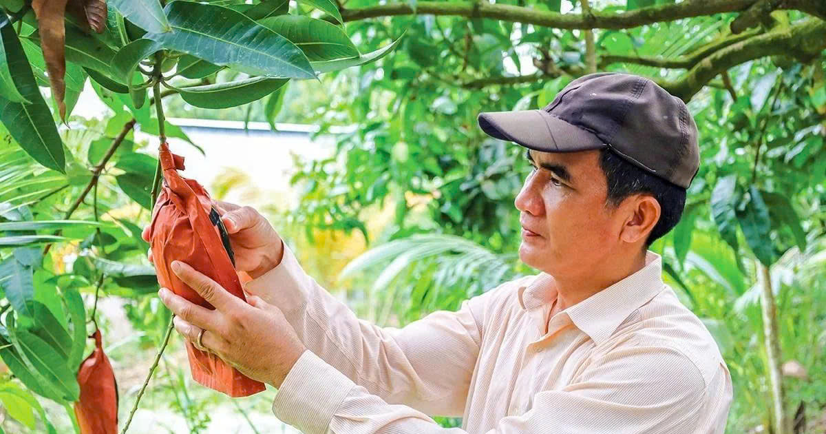 Nông dân Cần Thơ tất bật làm trái "Tài Lộc", có loại gần 1 triệu đồng ...