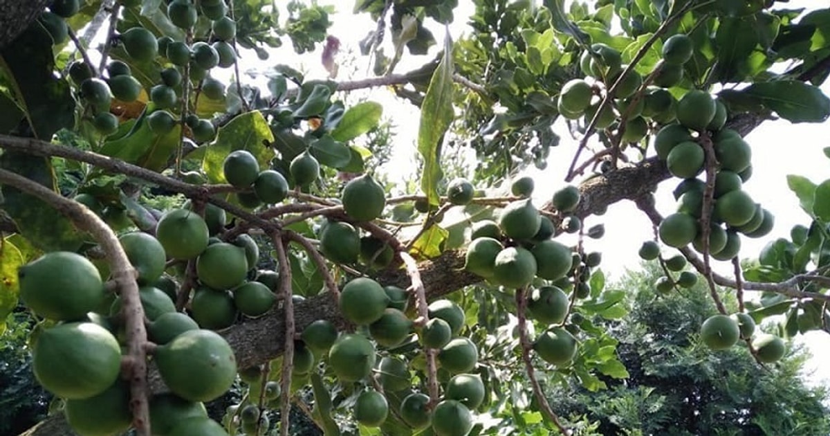 Sơn La nhân rộng mô hình trồng xen, nâng hiệu quả kinh tế trên đất nông ...