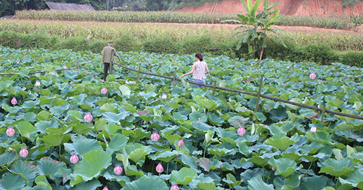 Nông dân Lào Cai mở hướng làm ăn mới